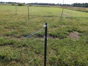 5 Easy Poultry Protections from Predators to Implement Today! - No More ...