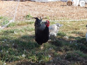 5 Easy Poultry Protections from Predators to Implement Today! - No More ...