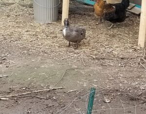 Chickens or Ducks? Breakdown of the Best Homestead Poultry Options - No ...